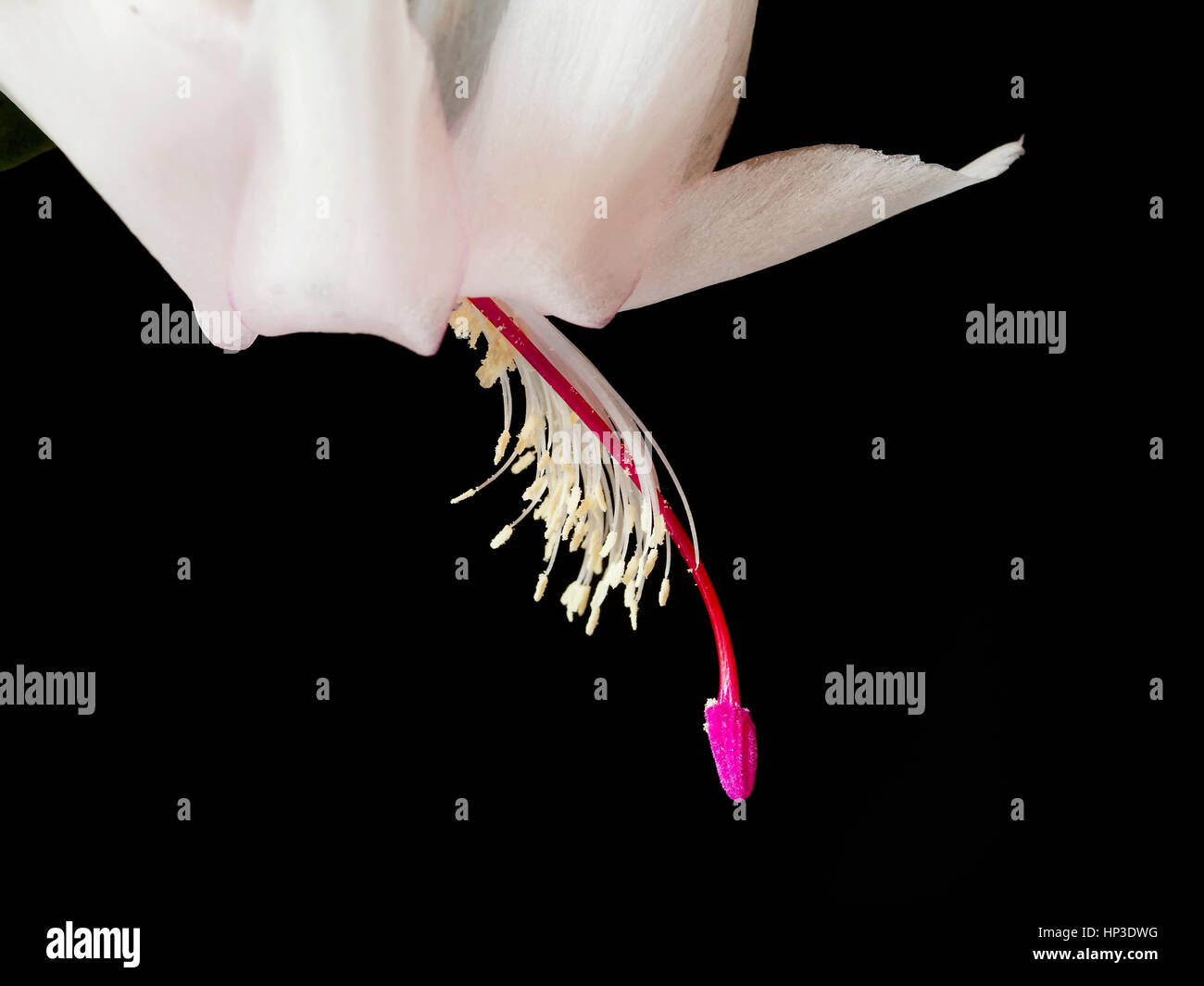 Christmas cactus blossoms hi-res stock photography and images - Alamy
