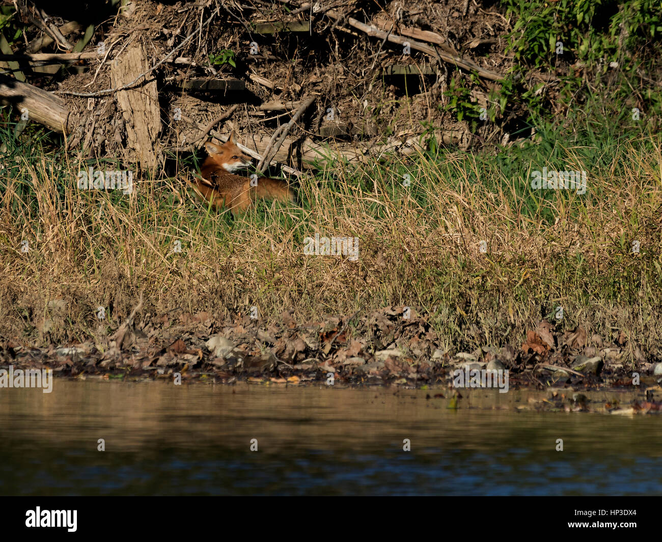 Carnoivor hi-res stock photography and images - Alamy