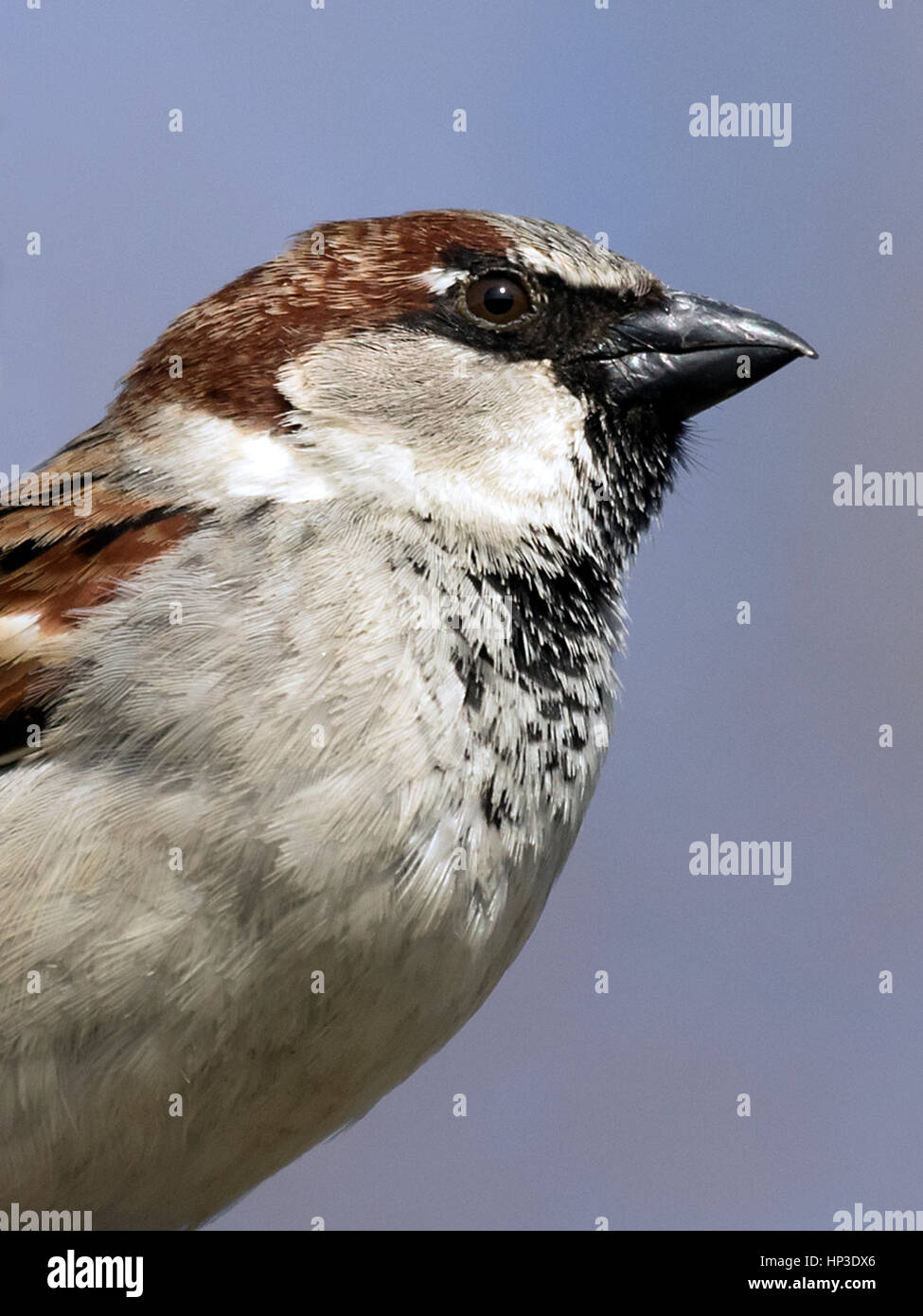 Male House Sparrow Stock Photo - Alamy