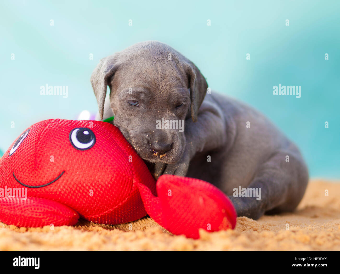 Purebred Great Dane puppy on the sand with a red toy Stock Photo - Alamy