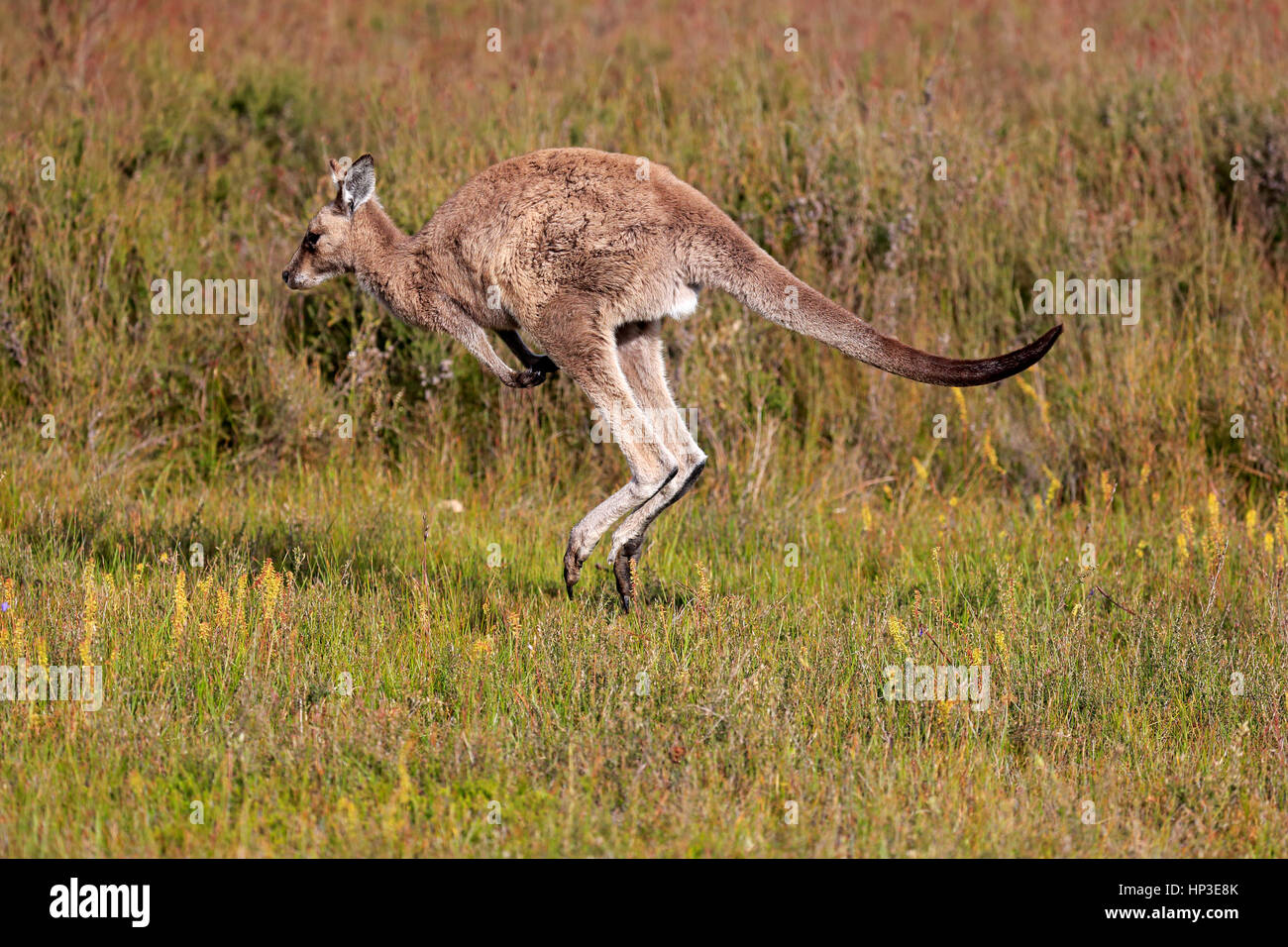 Female jumping kangaroo hi-res stock photography and images - Alamy