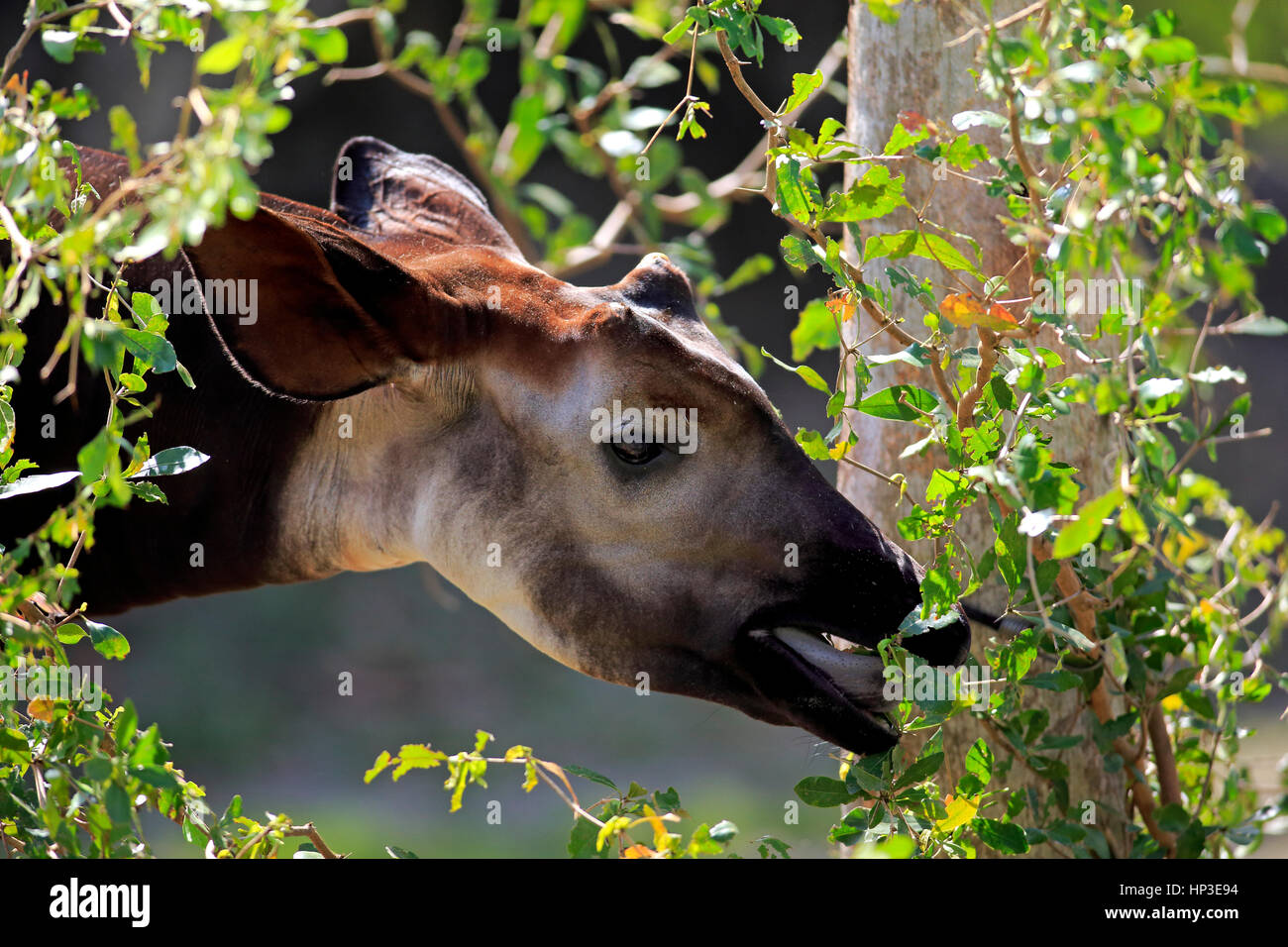 Okapi, (Okapia johnstoni), Africa, adult feeding portrait Stock Photo ...