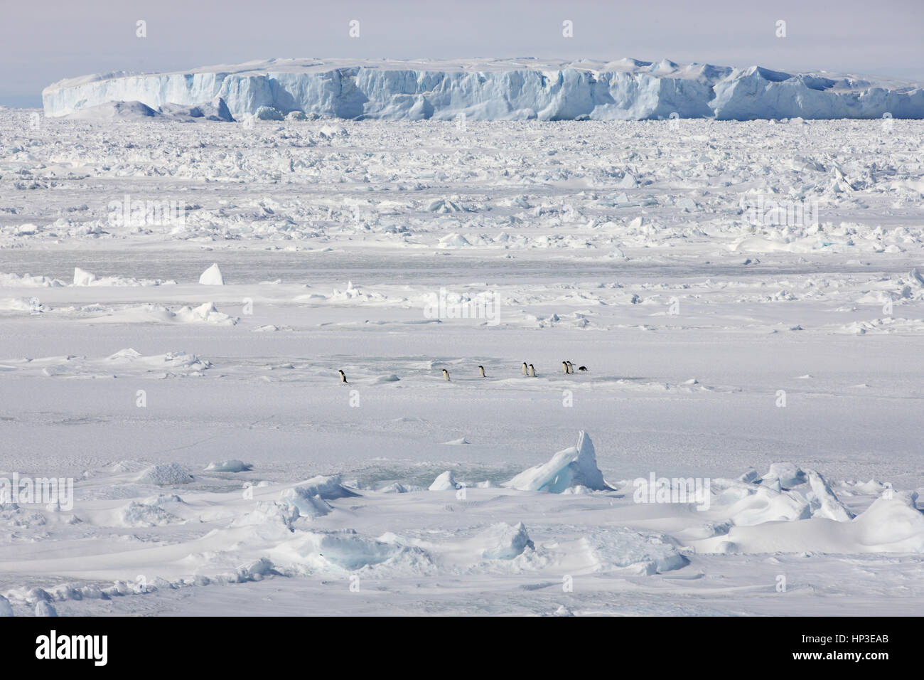Pack Ice, Antarctica, Weddell Sea, group of penguins walking Stock ...