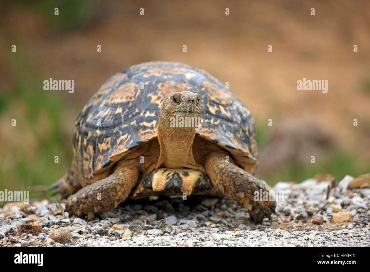 Leopard Tortoise, (Testudo pardalis), adult walking, Addo Elephant ...