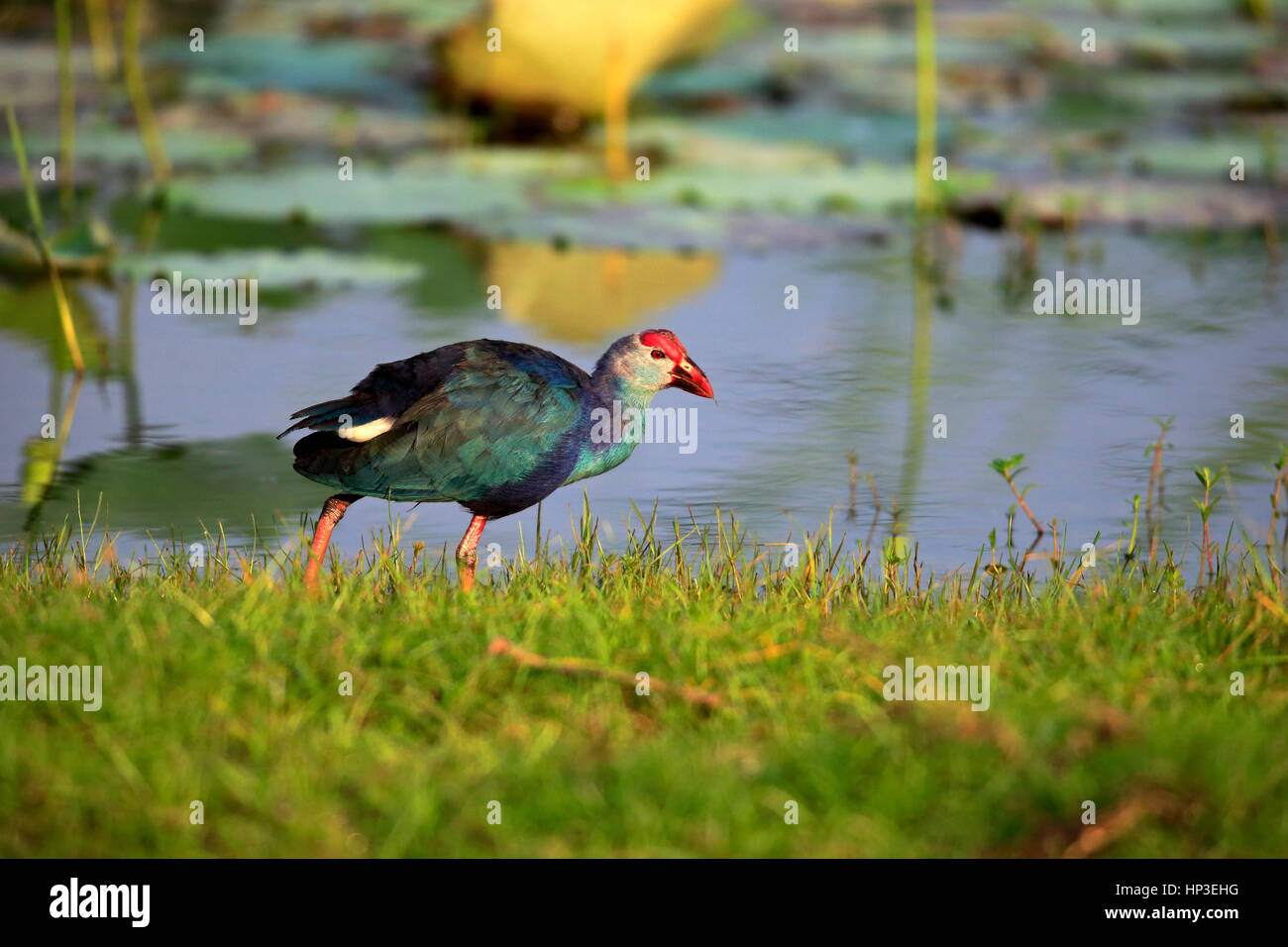Purple swamphen sri lanka hi-res stock photography and images - Alamy