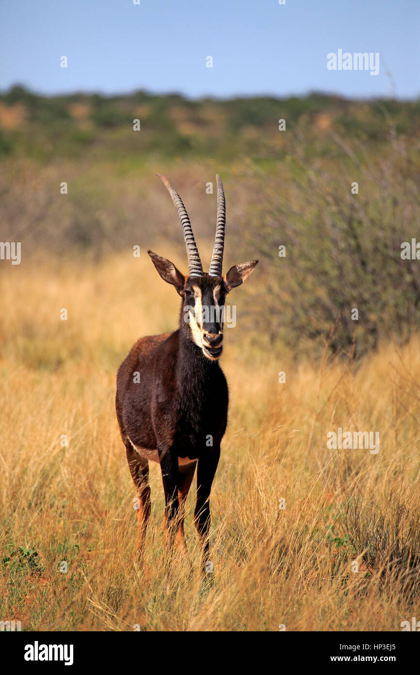 Sable Antelope, (Hippotragus niger), adult male, Tswalu Game Reserve ...