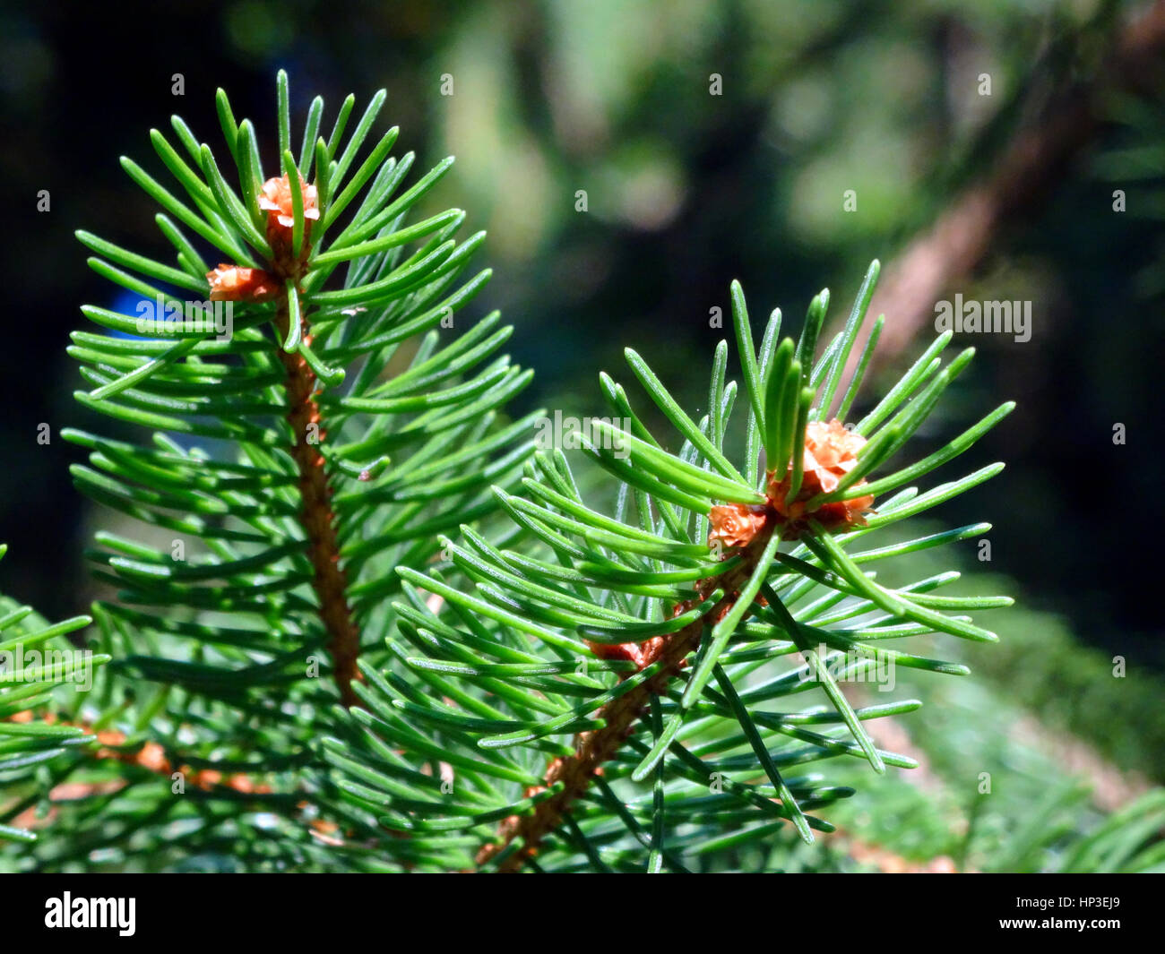 Pine Tree Leaves