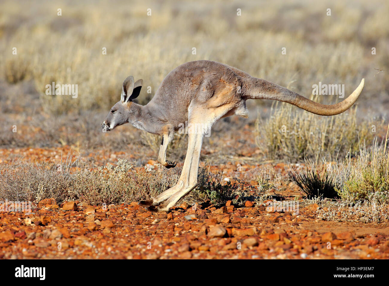 Female jumping kangaroo hi-res stock photography and images - Alamy