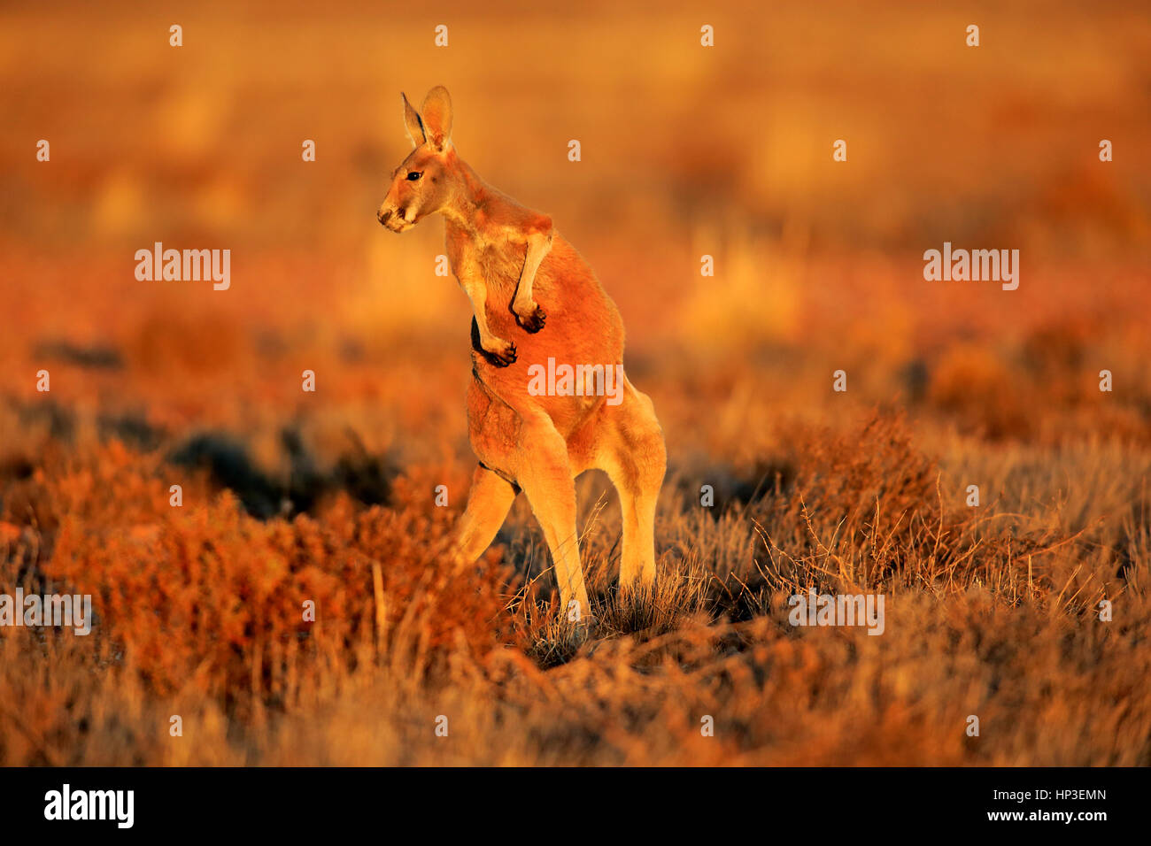 Red Kangaroo, (Macropus rufus), adult at sunrise, Sturt Nationalpark ...