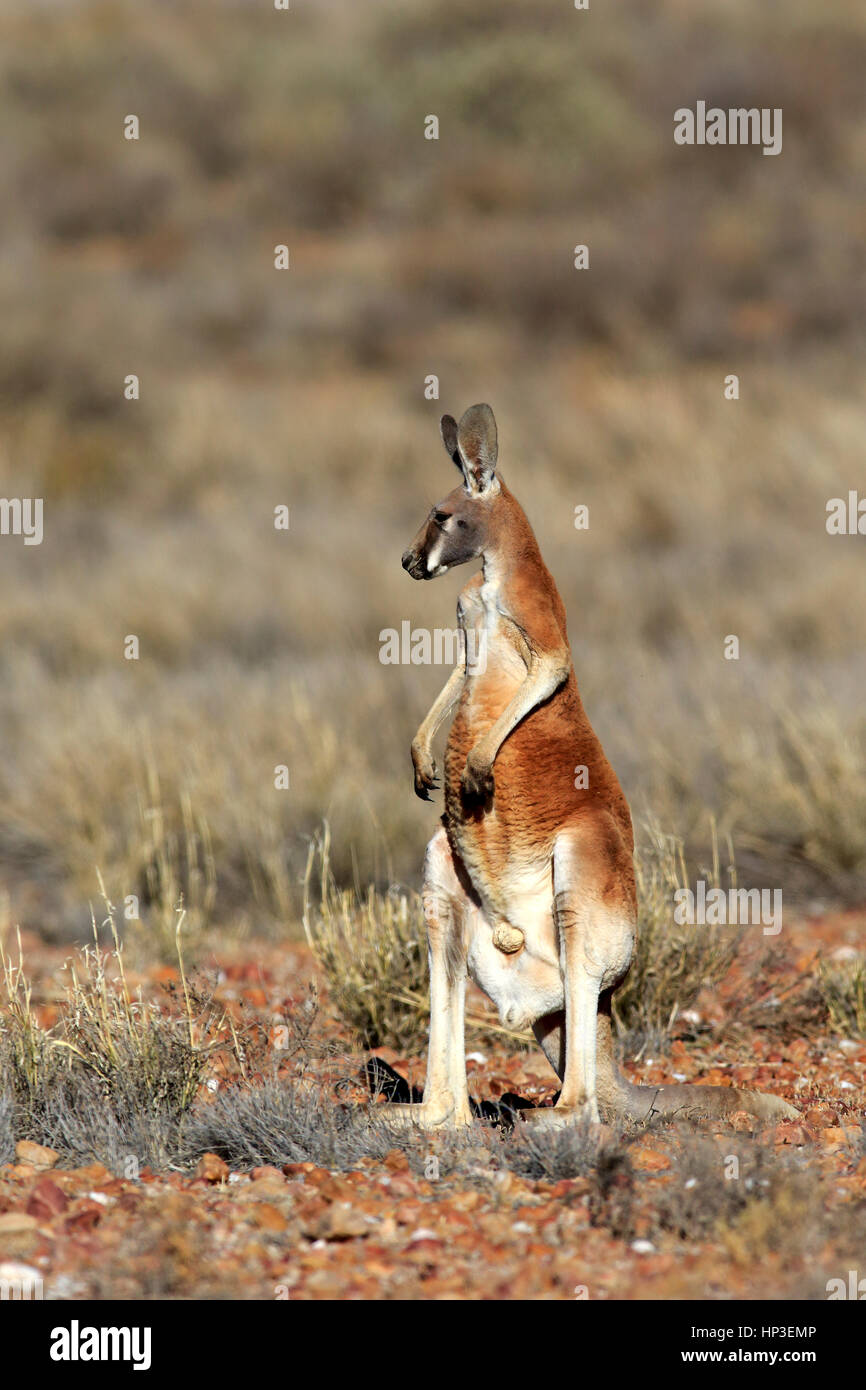 Red Kangaroo, (Macropus rufus), adult male alert, Sturt Nationalpark ...