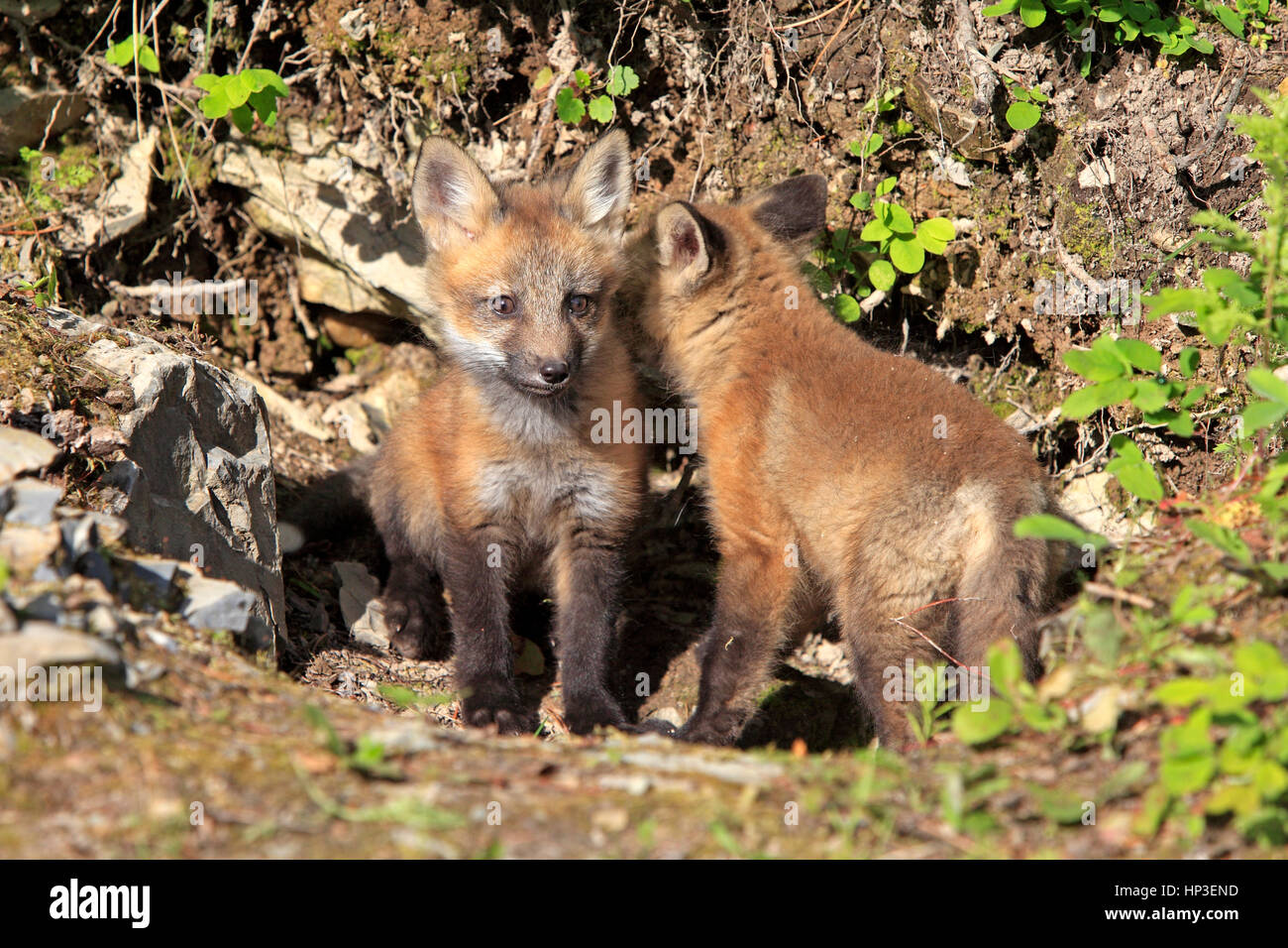 American red fox hi-res stock photography and images - Alamy