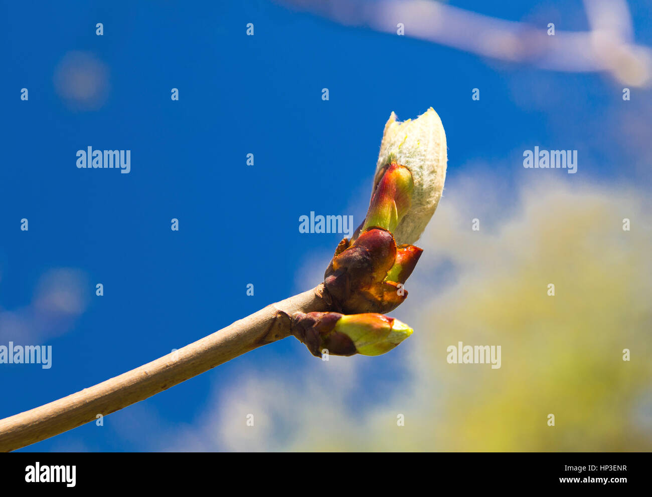 Fresh spring plant Stock Photo - Alamy