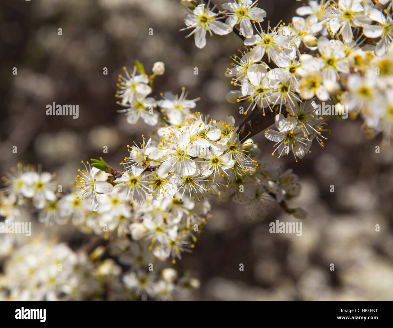 Spring tree flowers Stock Photo - Alamy
