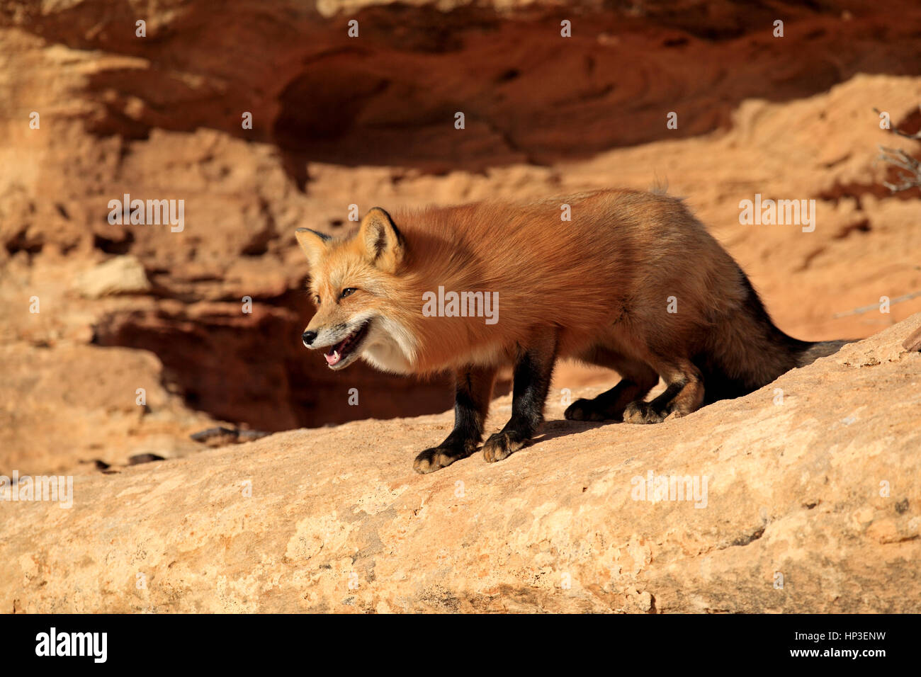 Red Fox, (Vulpes vulpes), Monument Valley, Utah, USA, adult alert Stock ...