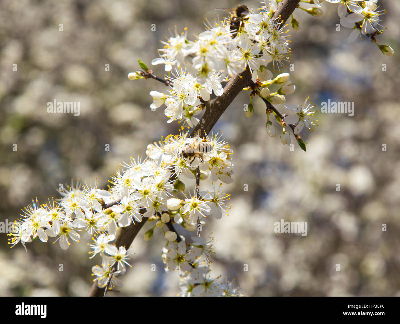Spring tree flowers Stock Photo - Alamy