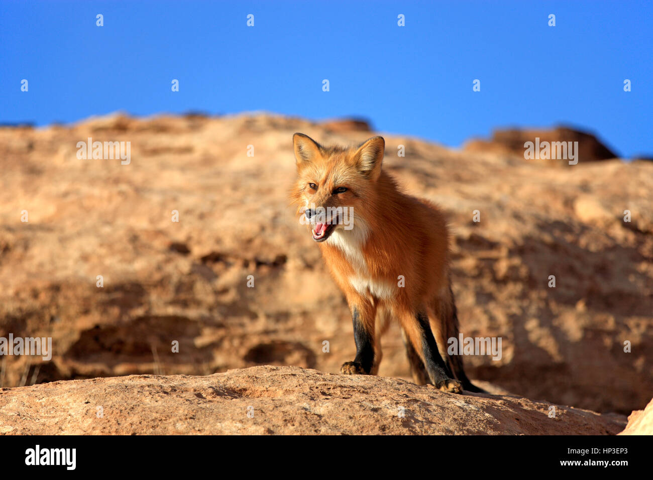 Red Fox, (Vulpes vulpes), Monument Valley, Utah, USA, adult alert Stock ...