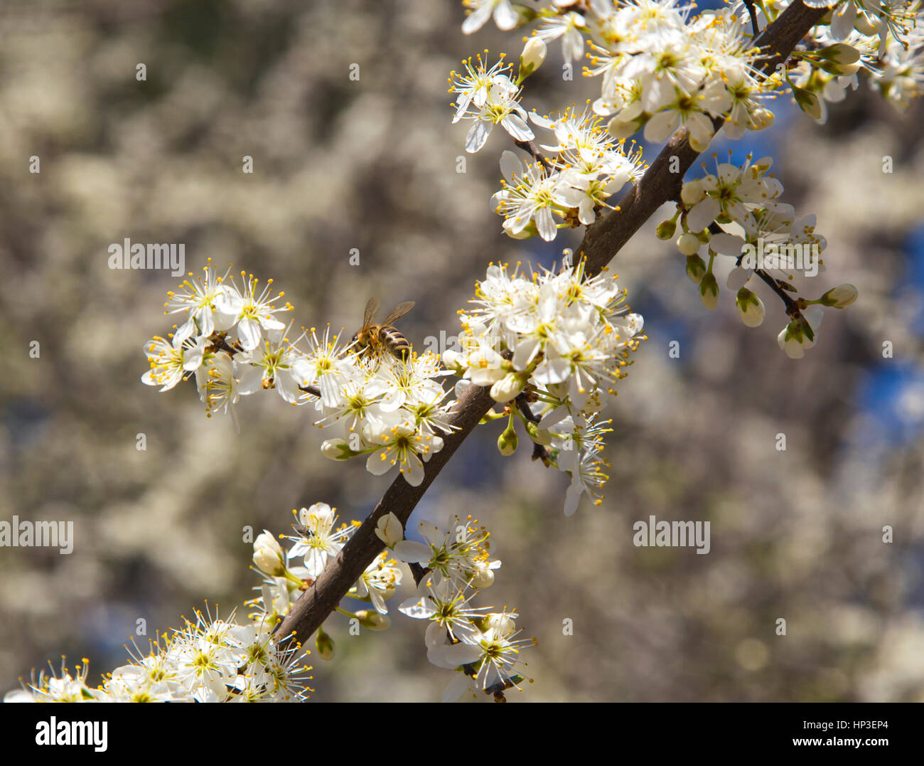Spring tree flowers Stock Photo - Alamy