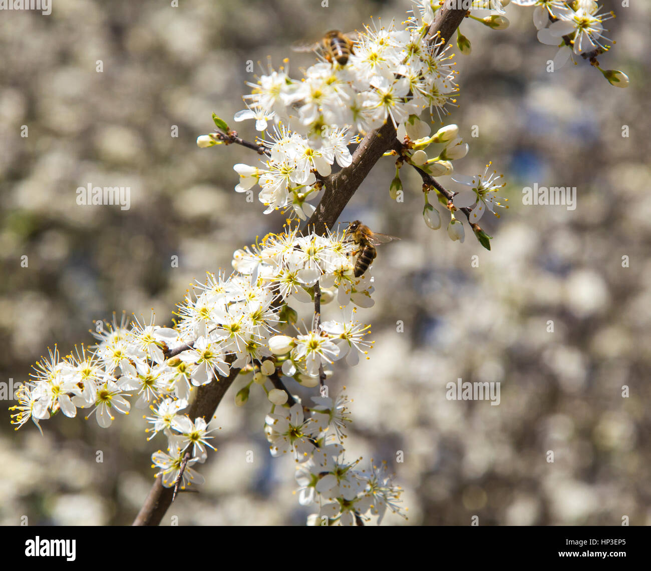 Spring tree flowers Stock Photo - Alamy