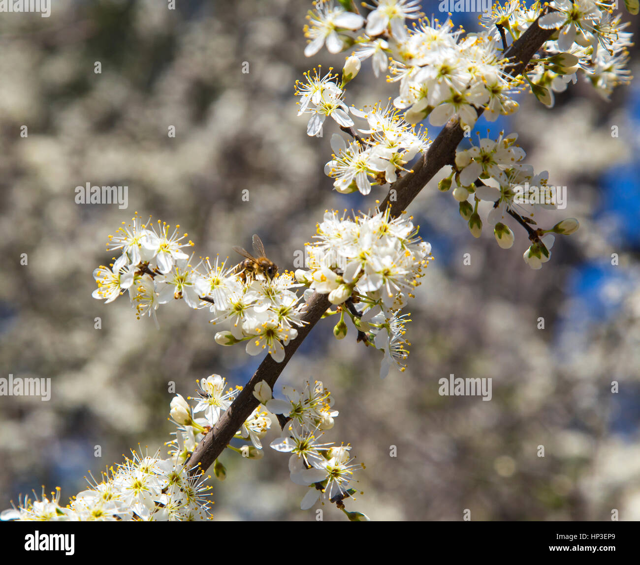 Spring tree flowers Stock Photo - Alamy
