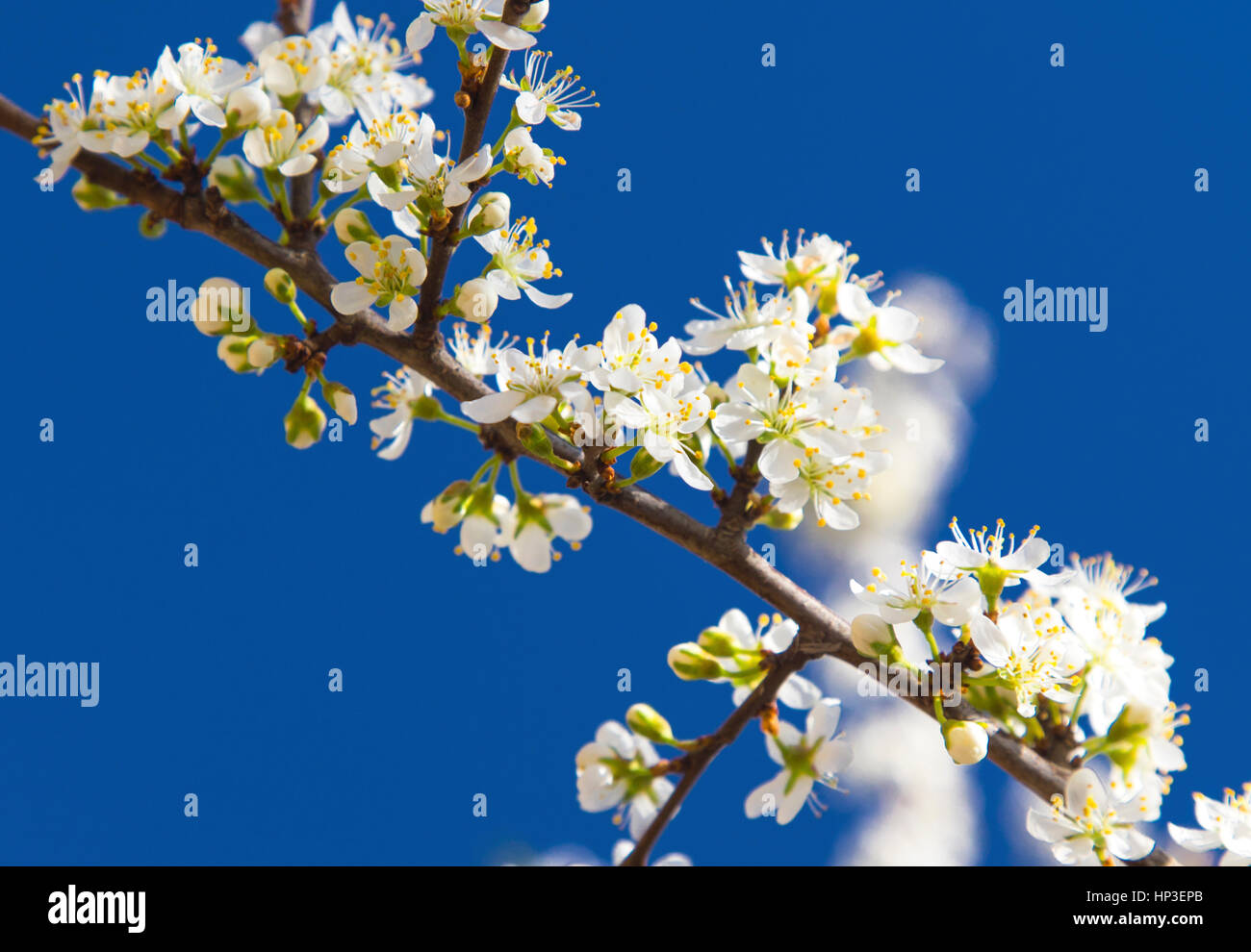 Spring tree flowers Stock Photo - Alamy