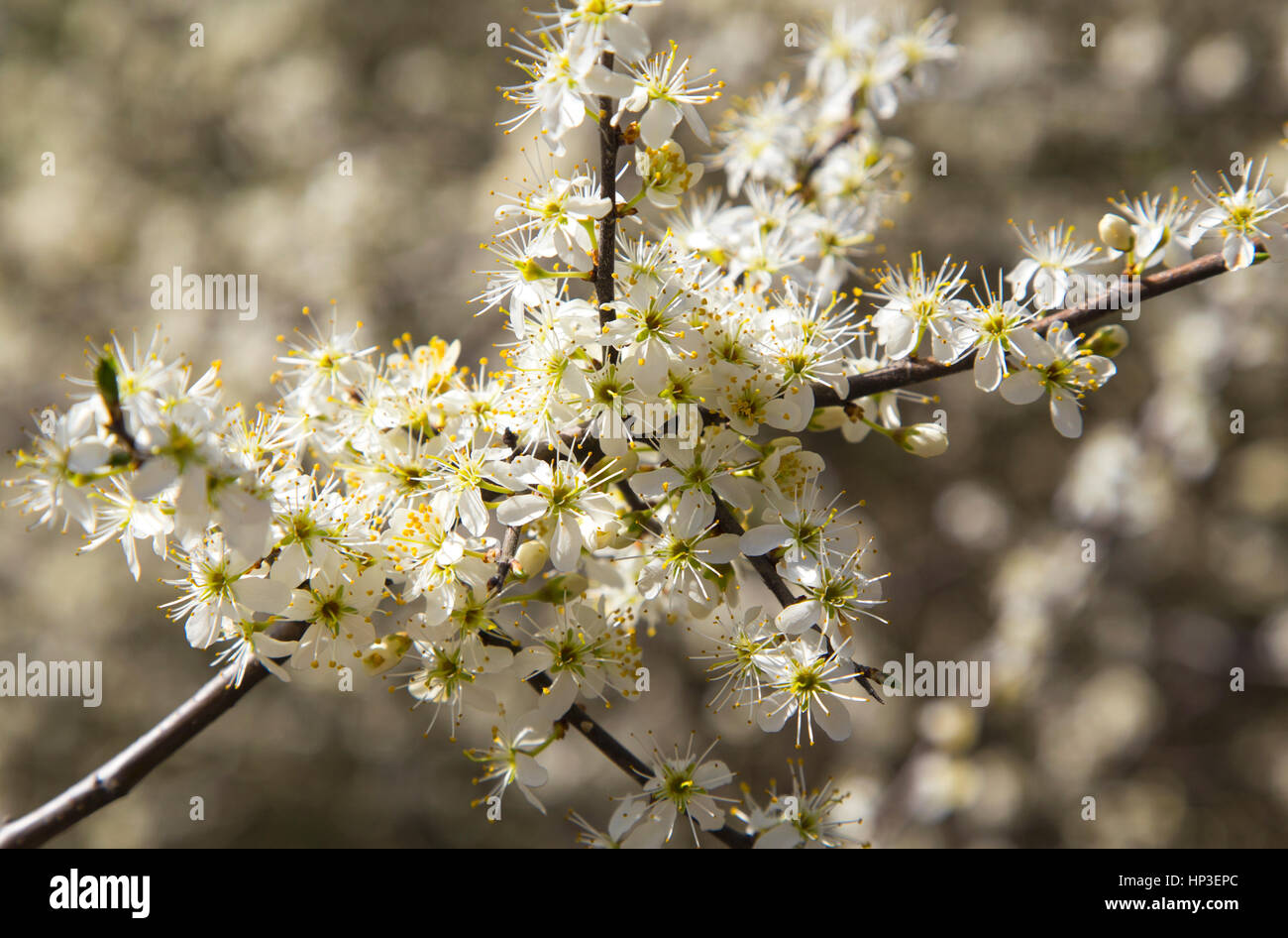 Spring tree flowers Stock Photo - Alamy