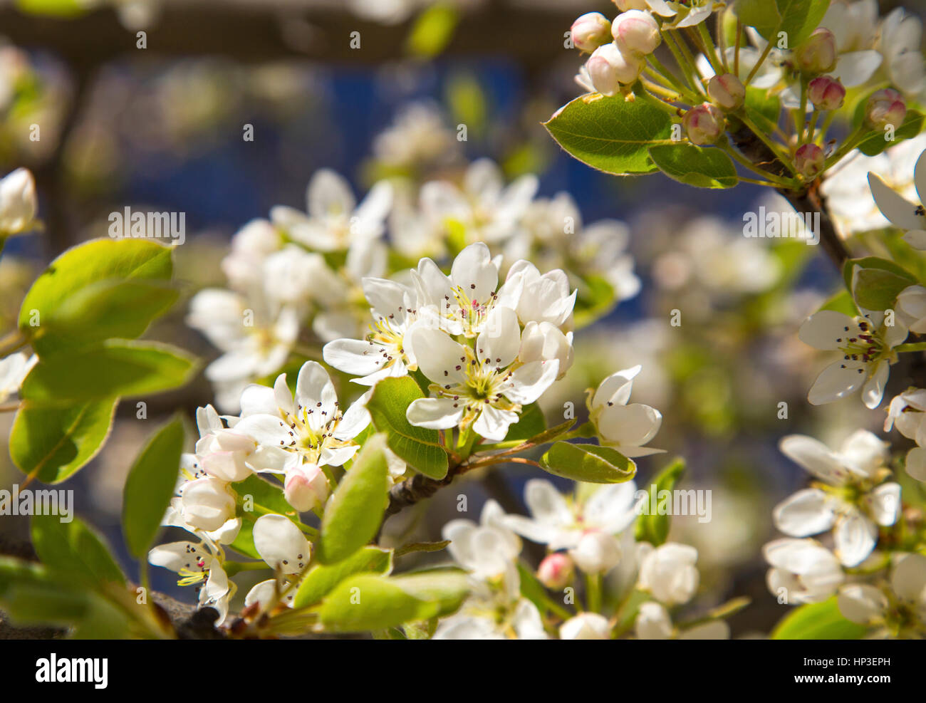 Spring tree flowers Stock Photo - Alamy