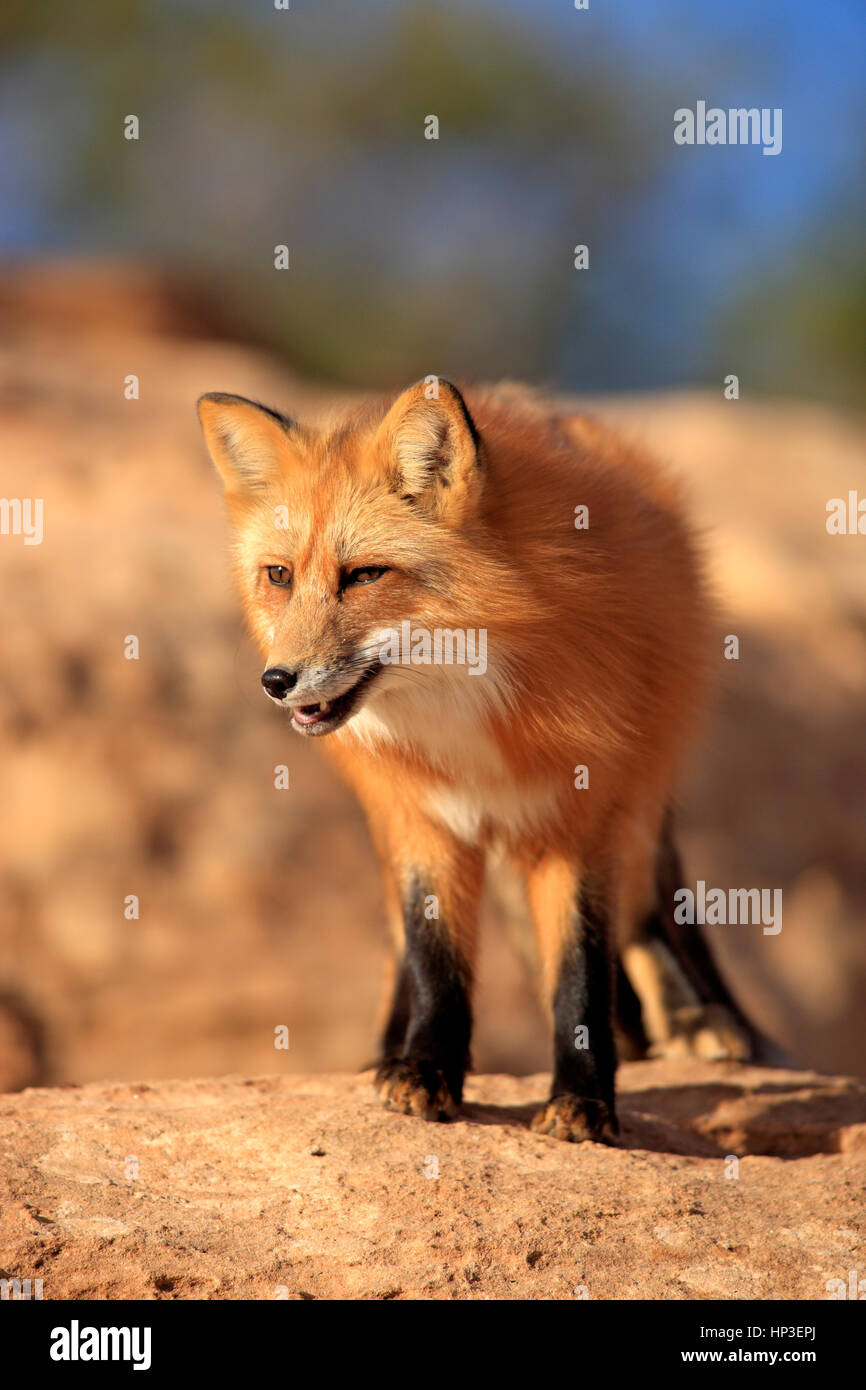 Utah fox hi-res stock photography and images - Alamy