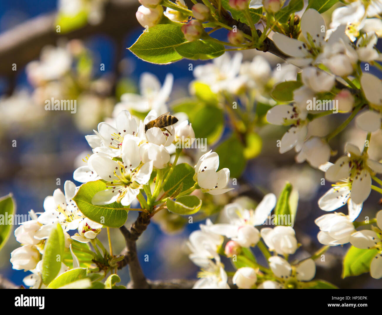 Spring tree flowers Stock Photo - Alamy
