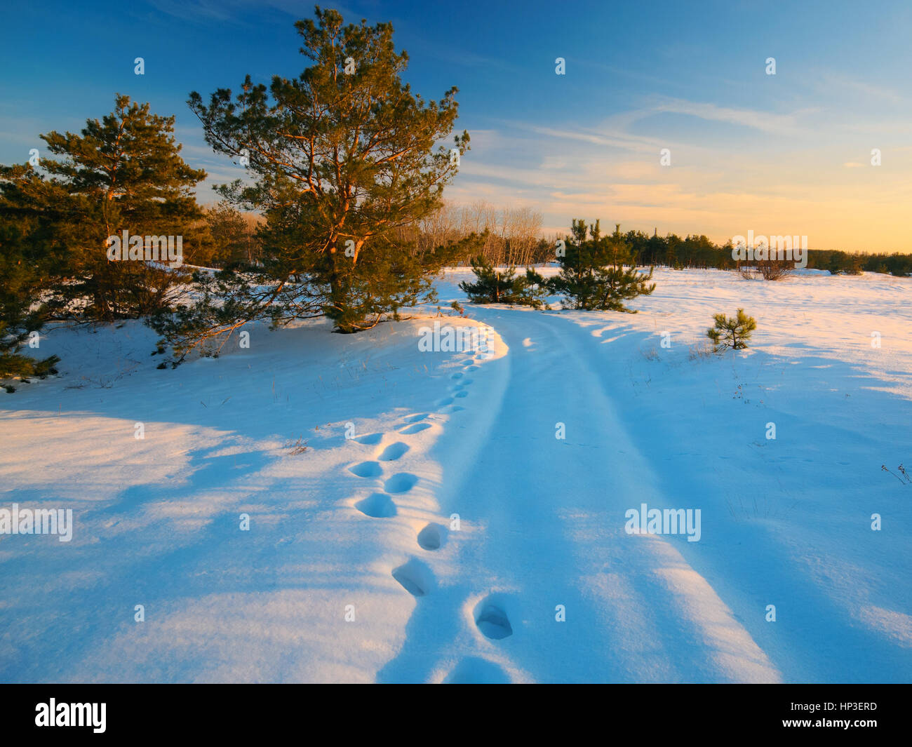 majestic golden light from snow in frosty evening Stock Photo - Alamy