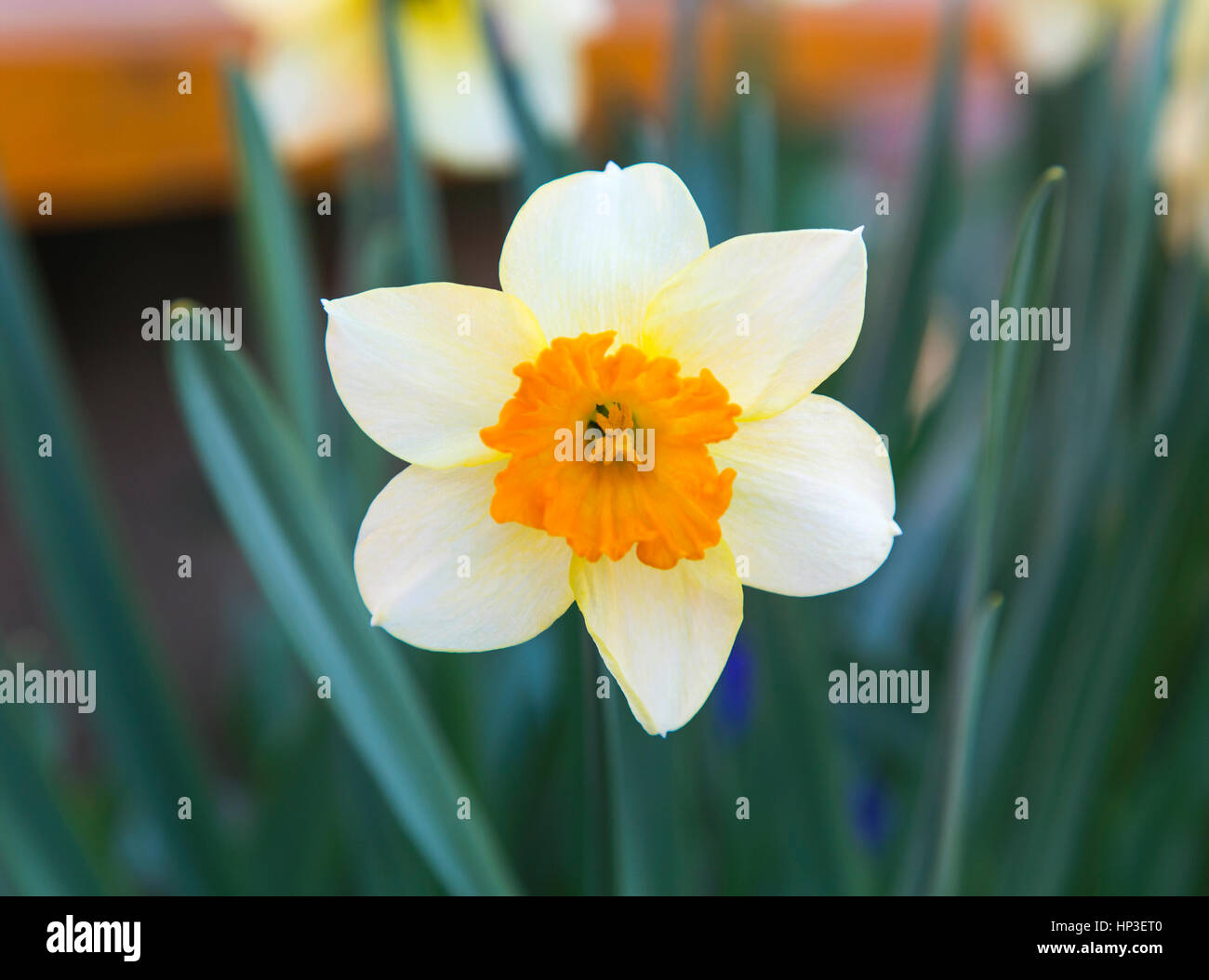 Fresh spring flower closeup Stock Photo - Alamy
