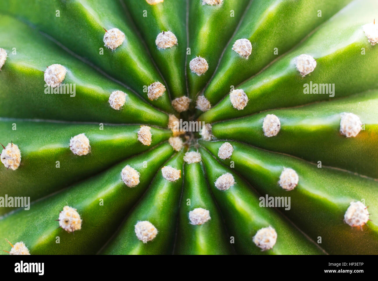Green cactus closeup Stock Photo - Alamy