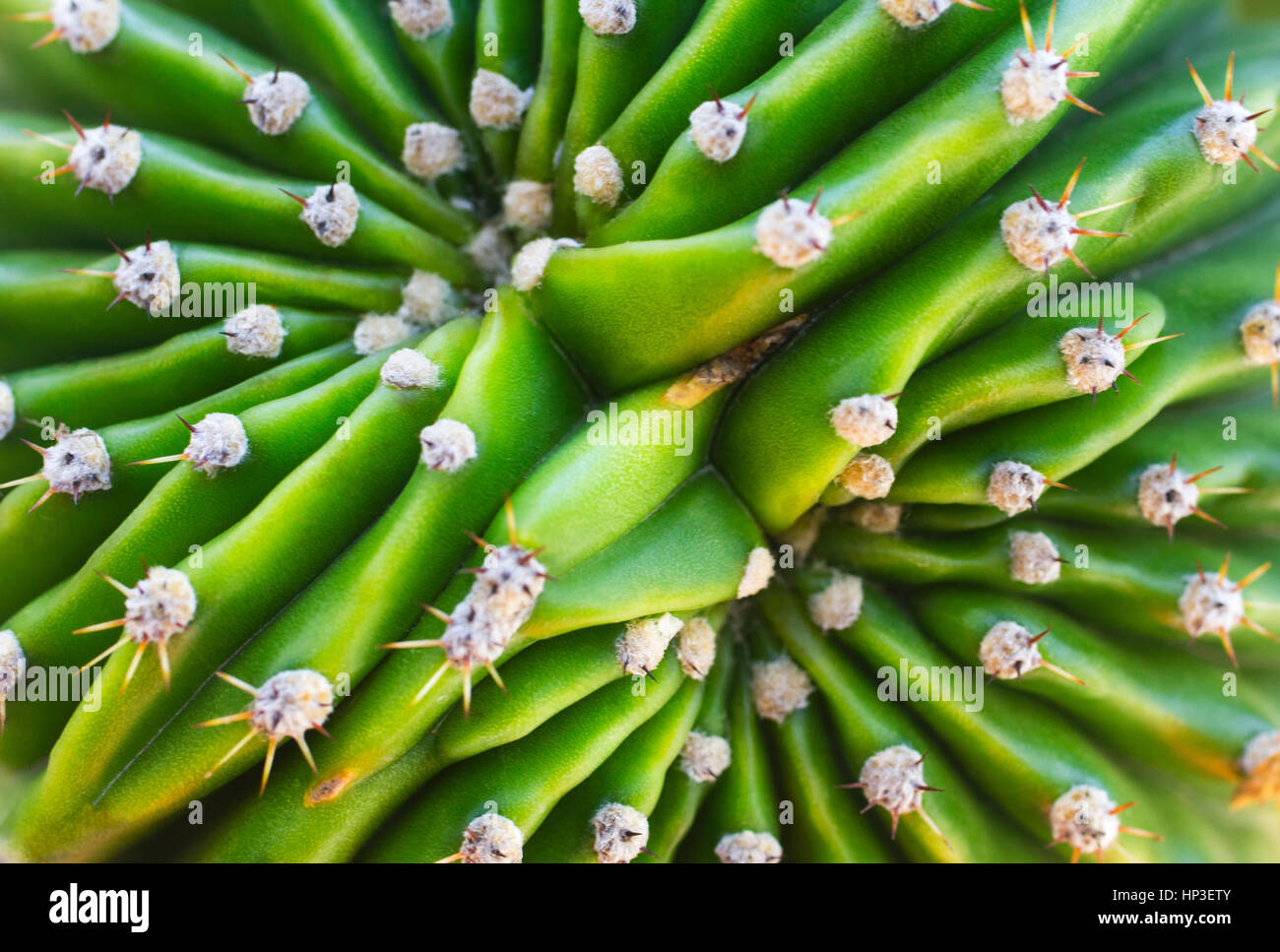 Green cactus closeup Stock Photo - Alamy