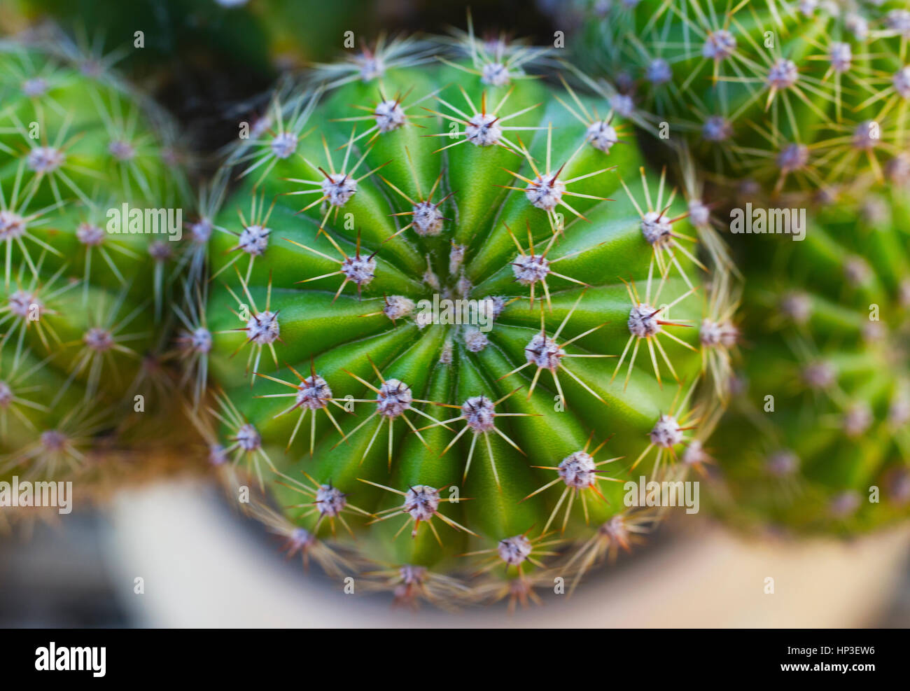 Green cactus closeup Stock Photo - Alamy