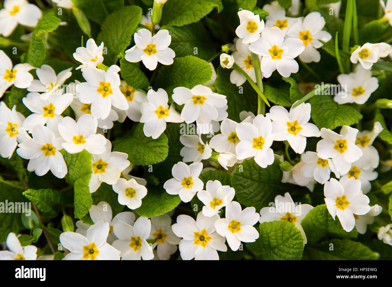 Fresh spring flowers Stock Photo - Alamy