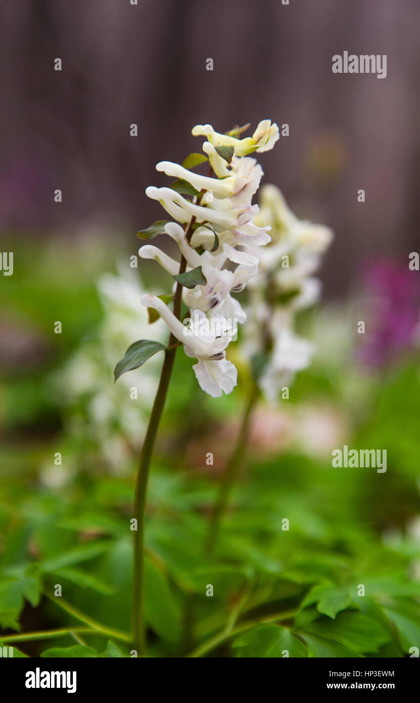 Fresh spring flowers Stock Photo - Alamy