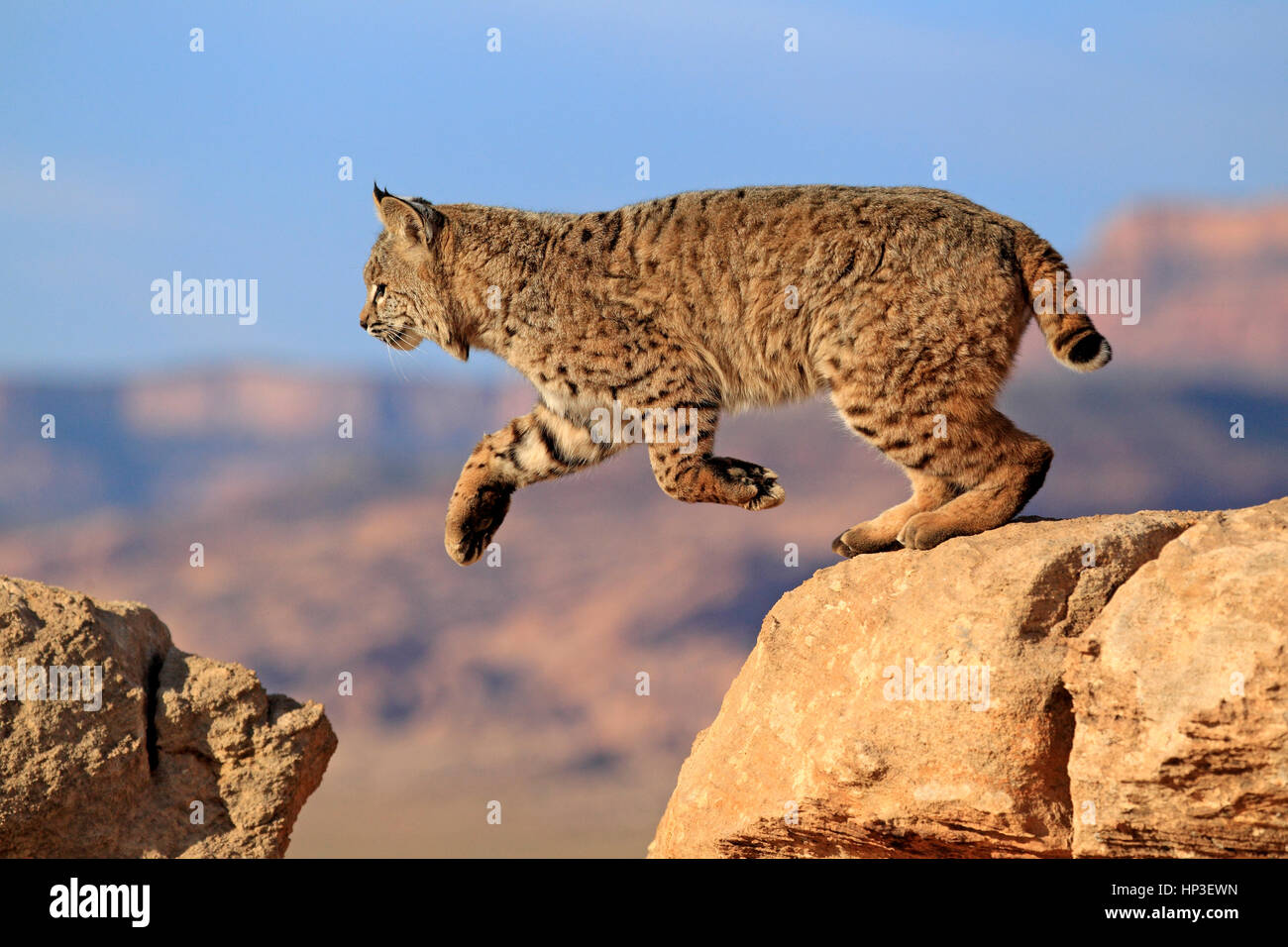 Bobcat, (Lynx rufus), Monument Valley, Utah, USA, adult jumping Stock ...
