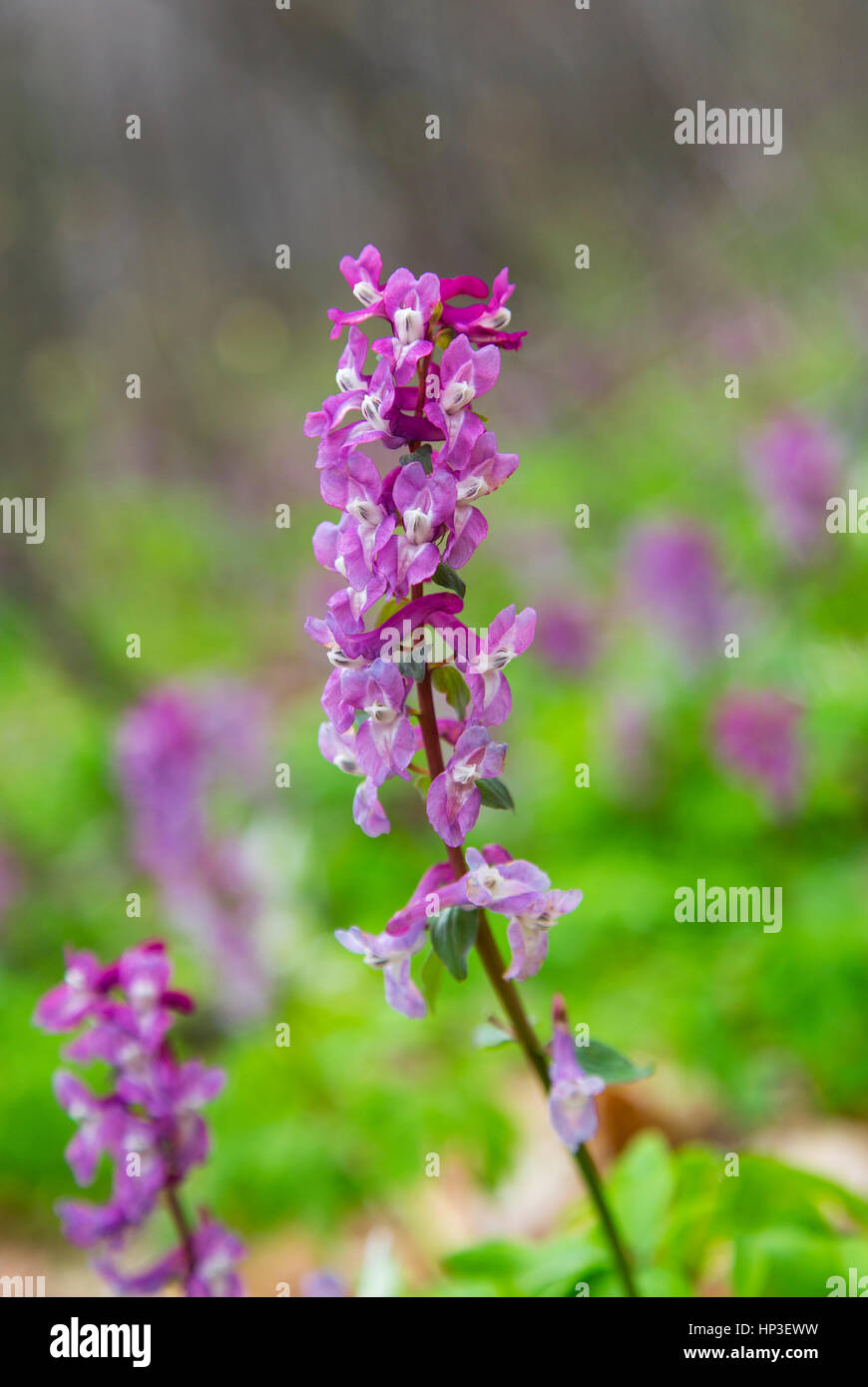 Fresh spring flowers Stock Photo - Alamy