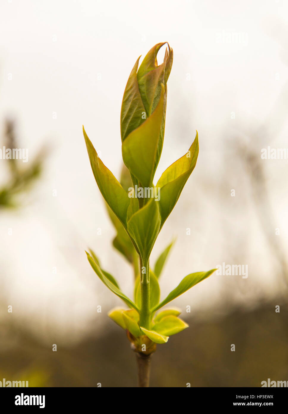 Fresh spring plant closeup Stock Photo - Alamy