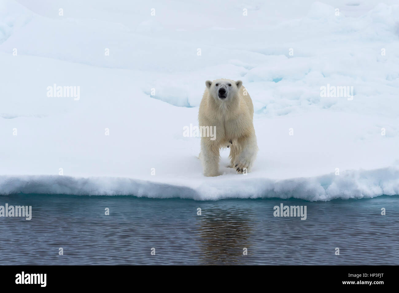 Female polar bear (Ursus maritimus) walking on a melting ice floe ...