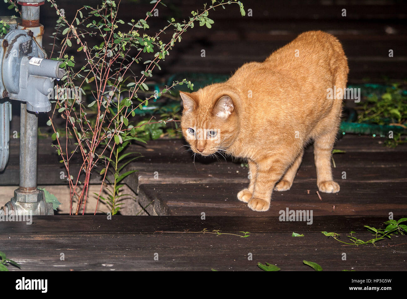 Orange tabby cat on the prowl at night Stock Photo - Alamy