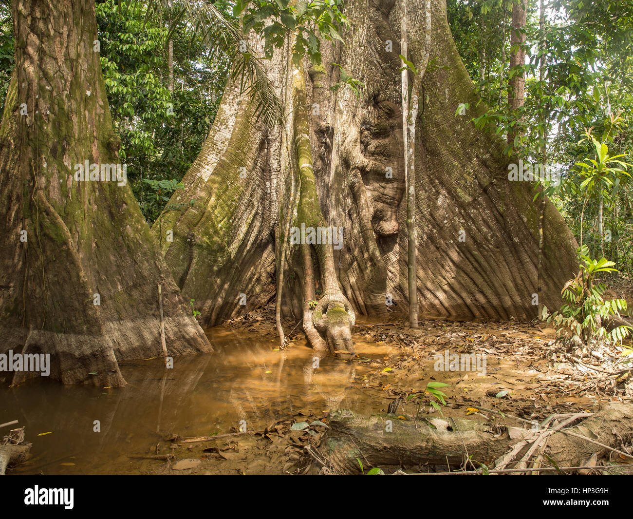 Amazon jungle brazil guide hi-res stock photography and images - Alamy