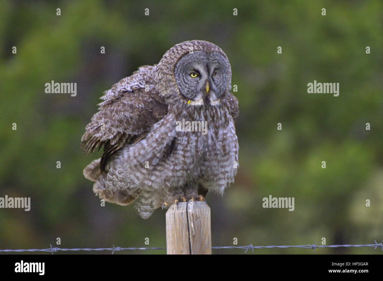Peircing eyes hi-res stock photography and images - Alamy