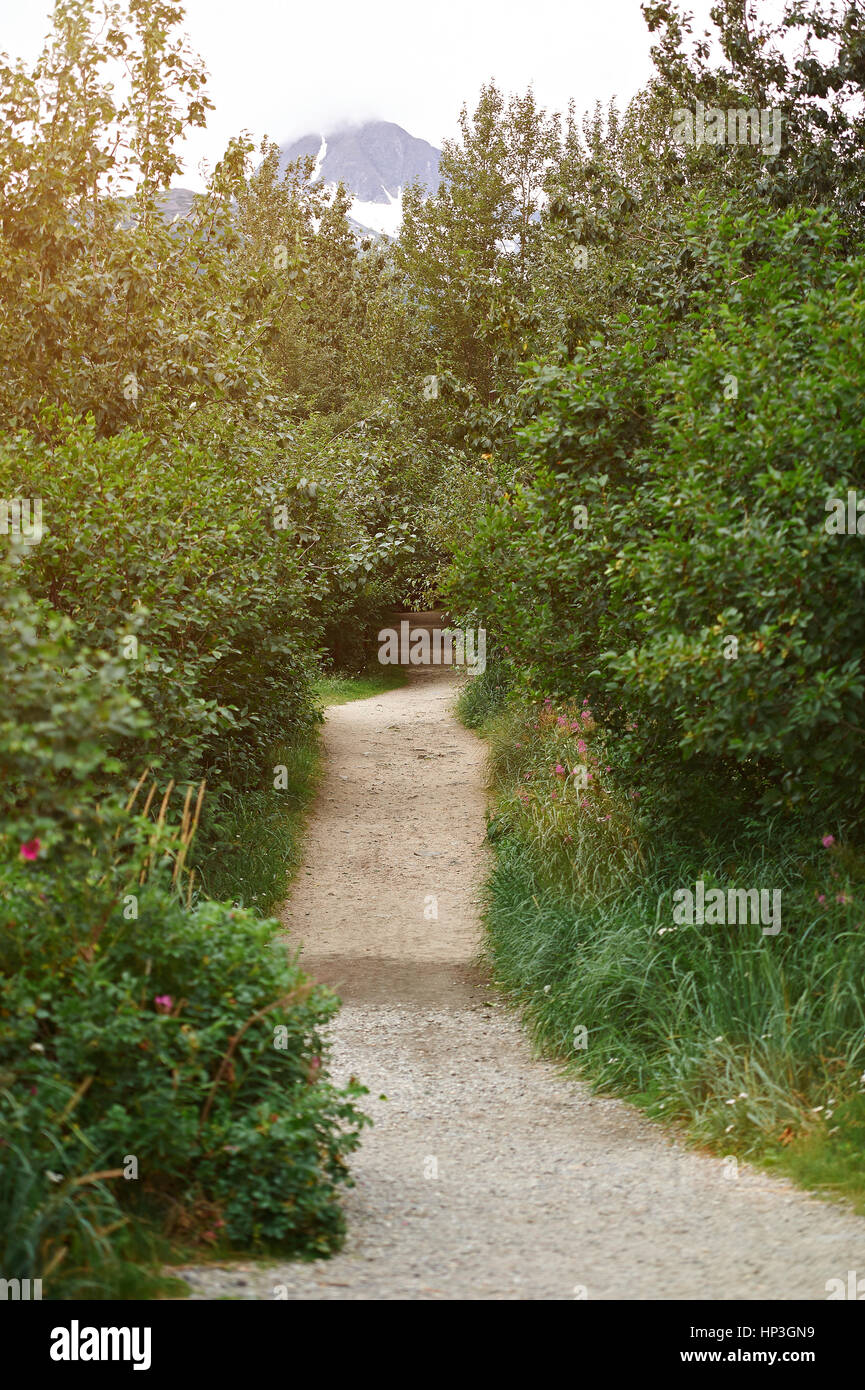 Hiking path in green forest. Trail tourism background in sunny day ...