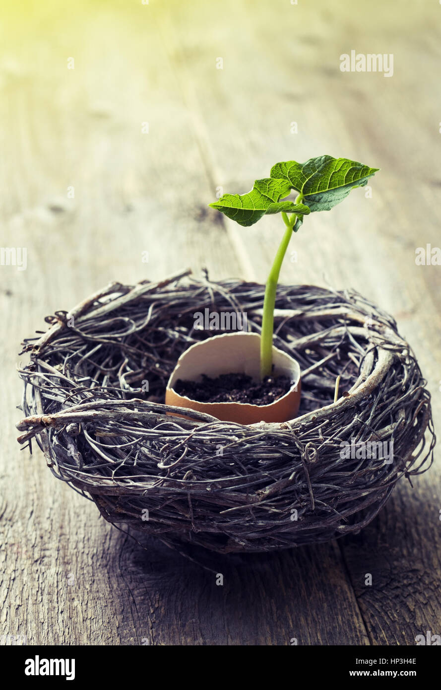 Easter decoration. Green sprout in egg-shell on the old wooden ...