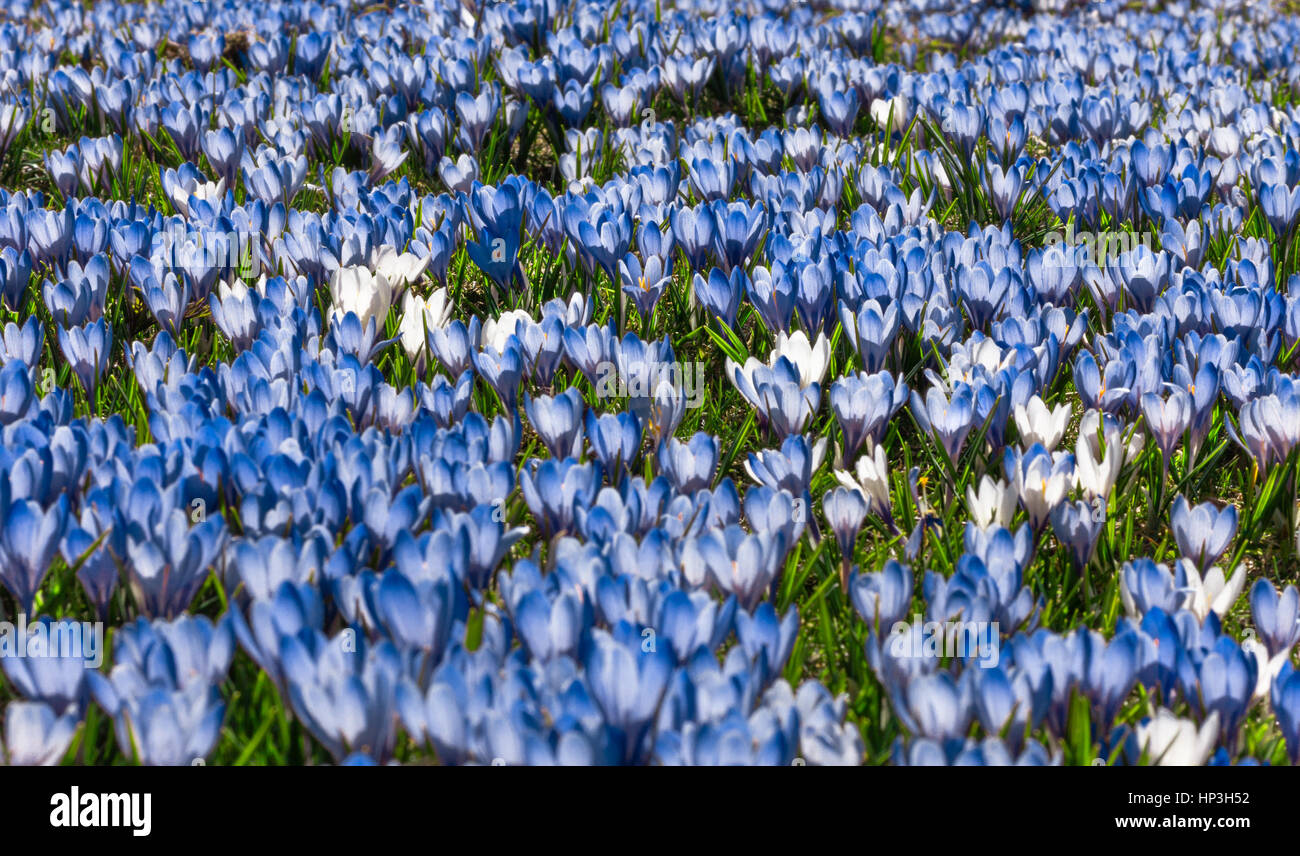 Crocus fields hi-res stock photography and images - Alamy