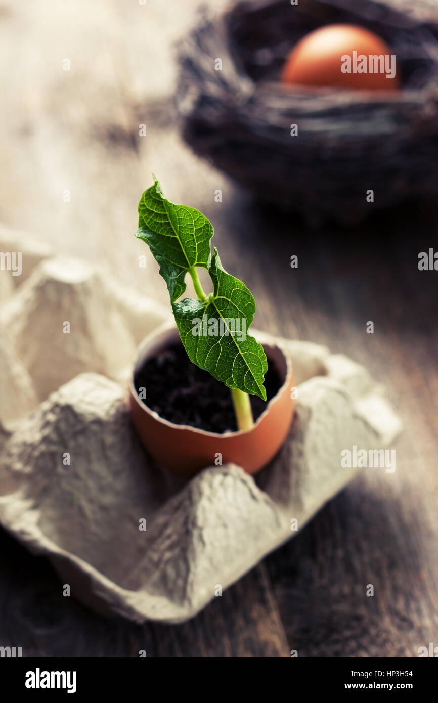Easter decoration. Green sprout in egg-shell on the old wooden ...