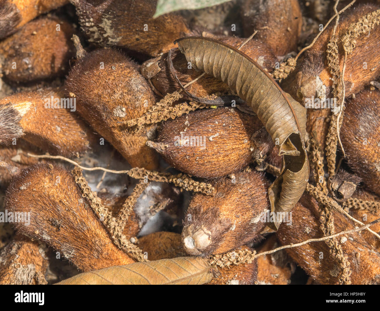 Balsa tree hi-res stock photography and images - Alamy