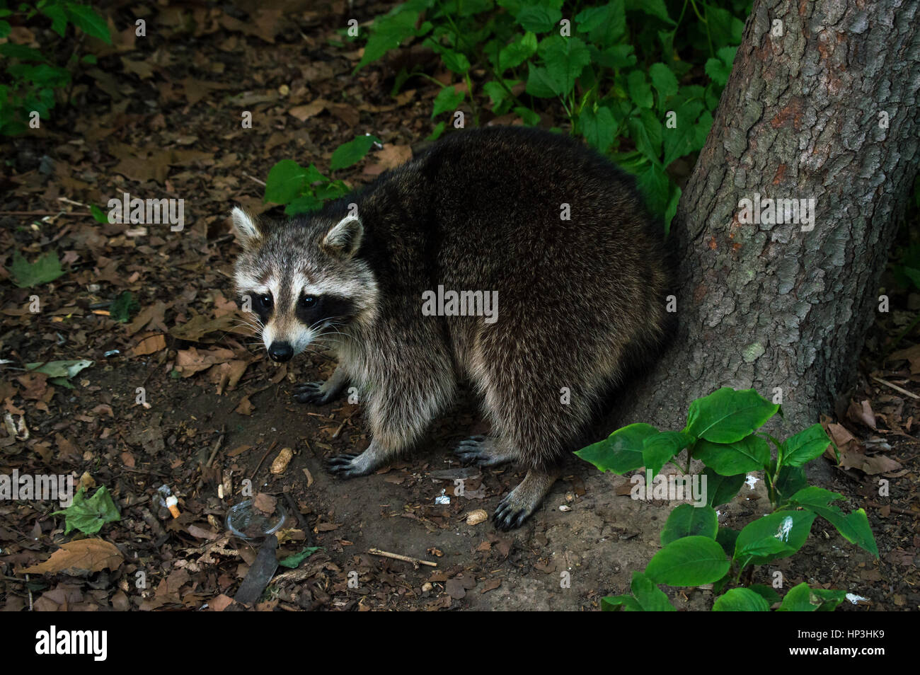 Racoon face hi-res stock photography and images - Alamy