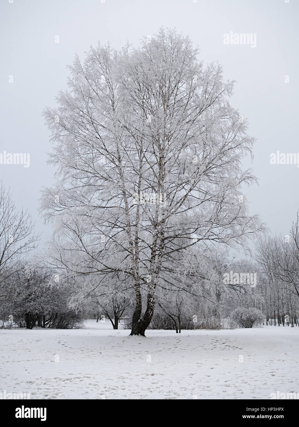 Winter morning frozen white tree Stock Photo - Alamy