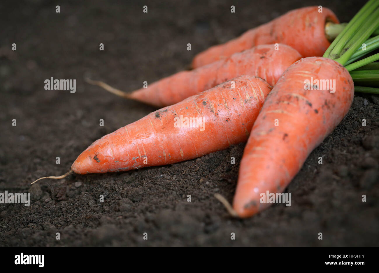 Harvested some fresh and organic carrots in the garden Stock Photo - Alamy